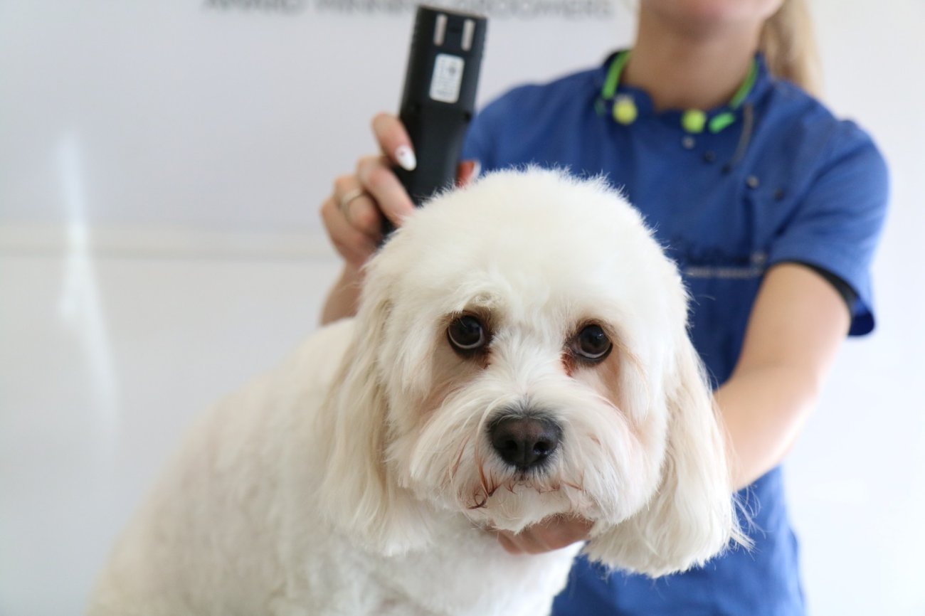 Level 2 Certificate for Dog Grooming Assistant | Delights Grooming Courses