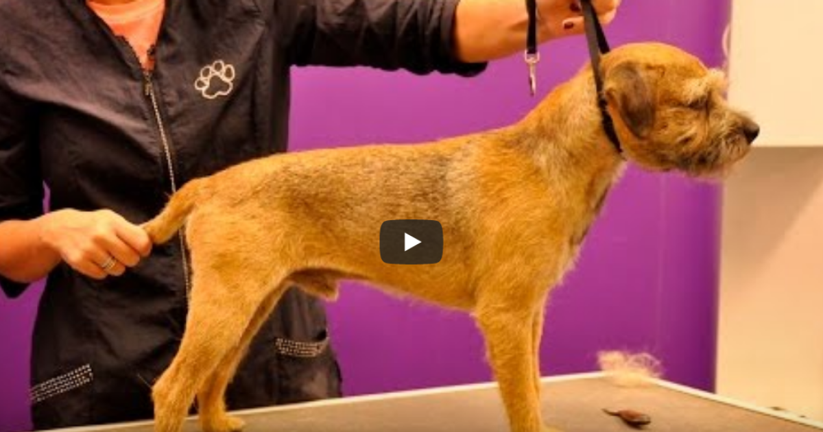Grooming Guide - Border Terrier Handstrip | Delights Grooming Courses